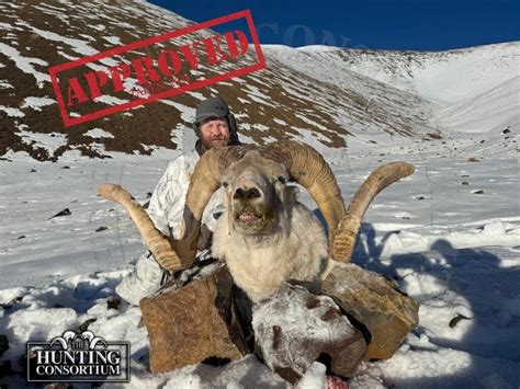 Marco Polo Sheep Imports Are Back What You Need To Know