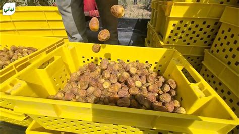 النخيل بقاء سعف النخيل الاخضر السطول الصفراء جني الثمار أمين