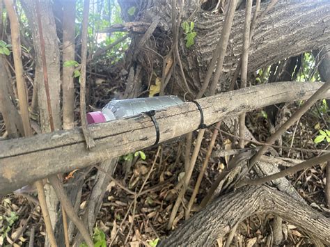 Just Deployed An All New Tree Hide Zip Tying A Container To A Branch