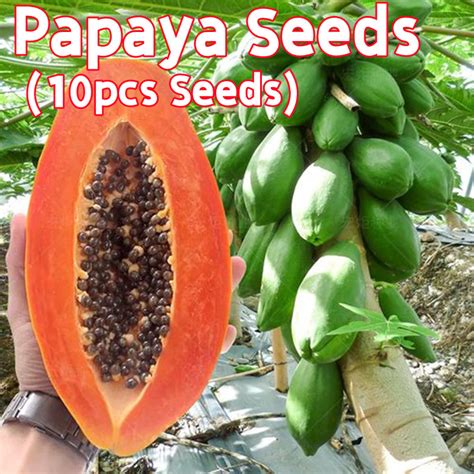 100 Fresh Seeds Sweet Papaya Seeds For Planting Fruits Rare Bonsai