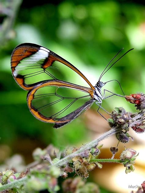 Glasswing Butterfly Art Print For Sale By Macky Redbubble