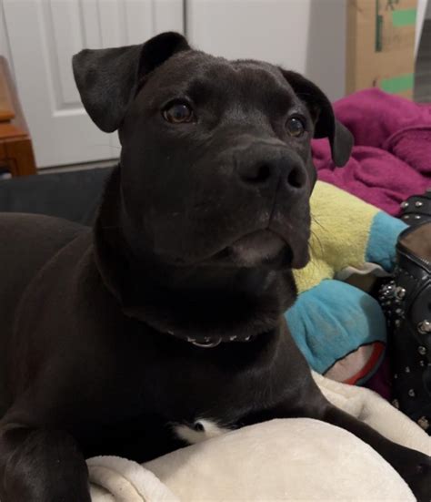 Ugh Why Is He So Cute R Pitbulls