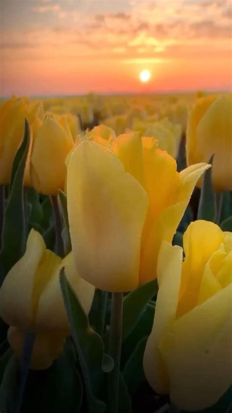 У каждого своя весна мотивация | Fotografia de janela, Tulipas, Flores ...