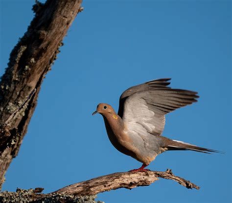 Mourning Dove In Flight