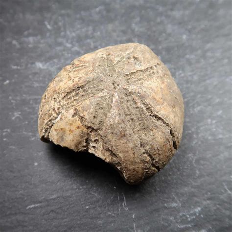 Unidentified Echinoid Fossils From The Uk Buy British Fossils