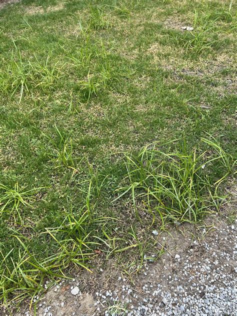 Newly Seeded Grass Are The Long Grass Shoots Weed Or Grass Rlawncare