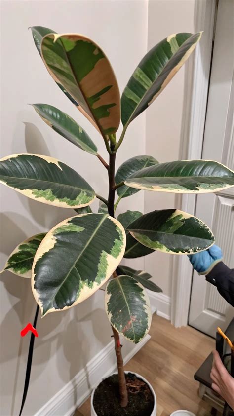 How To Propagate Ficus