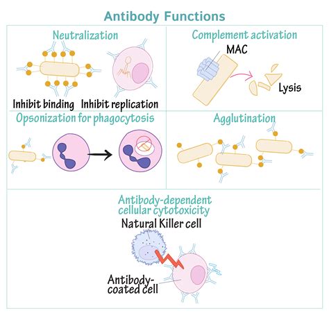 Antibody Opsonization