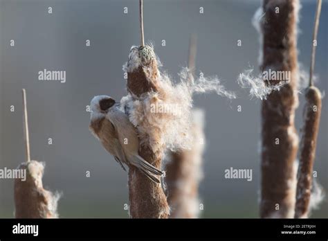 Eurasian Penduline Tit Remiz Pendulinus Collected Its Nesting
