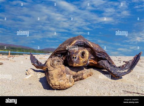 Dead Sea Turtle Cheloniidae In The Sand On The Beach Of La Bocana