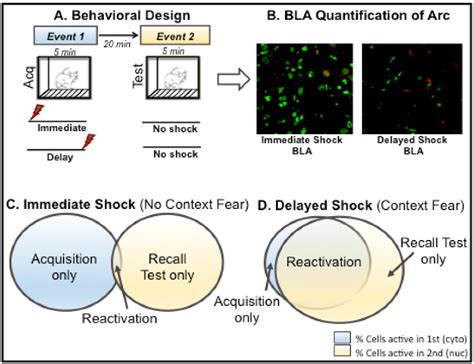 figure 3 from isomorphisms between psychological processes and neural