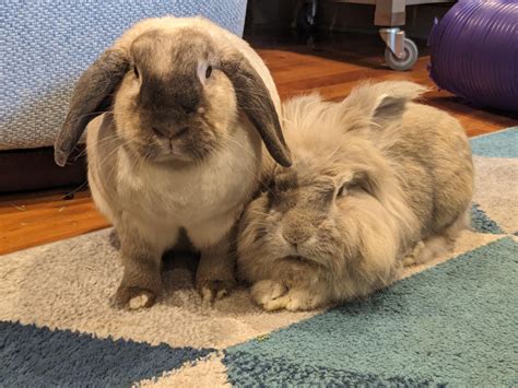 These Two Love Each Other So Much Rbunnies