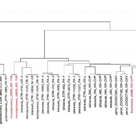 Upgma Dendrogram Displaying Clustering Of Samples According To The Download Scientific Diagram