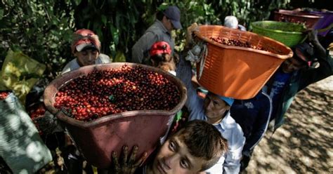 Exclusive Brazil Natural Coffee Hits Premium Market In Challenge For… Edwin Johan Gaarder