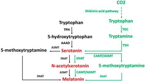 Melatonin As A Potent And Inducible Endogenous Antioxidant Synthesis