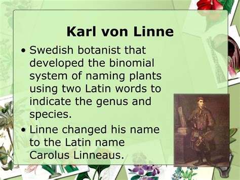 Ppt Scientific Classification Of Plants Powerpoint Presentation Free