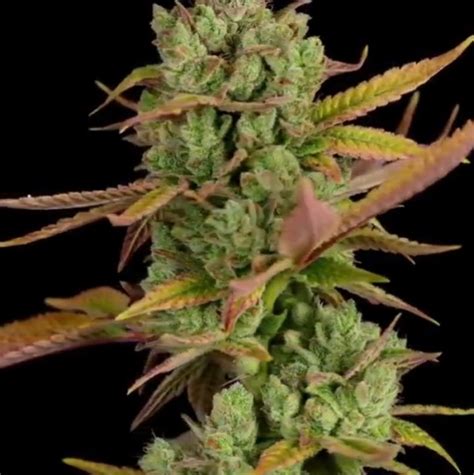 These Colors Are Amazing Tumbex