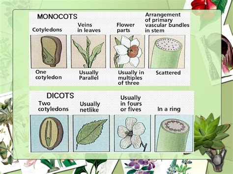 Flowering Plants Monocot Versus Dicots Ppt Download