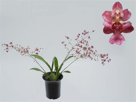 Oncidium Twinkle P13 Variado Veiling Holambra Flores E Plantas