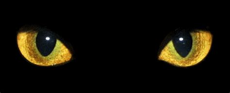 Cat Eyes In The Dark