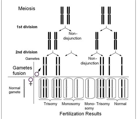 Meiotic Non Disjunction Effect On Gametes Quality And Fertilization