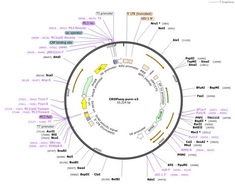 Addgene Cropseq Puro V2