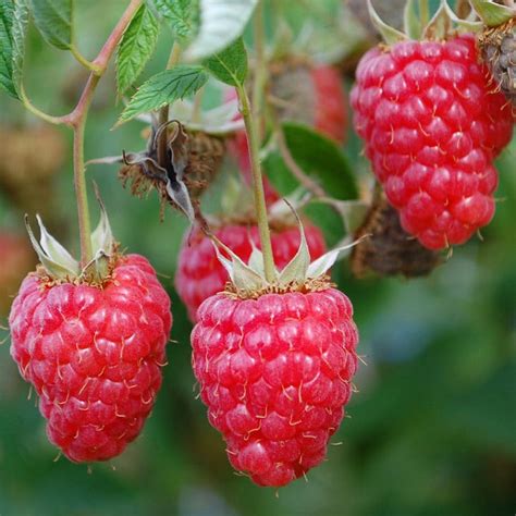 Red Mammoth Raspberry Prairie Hardy Nursery