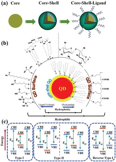 a schematic diagram of the core core‐shell and core‐shell‐ligand