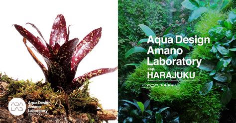 ADA LAB Ssp ADA LAB Aqua Design Amano Laboratory