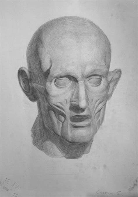 Учебный академический рисунок Рисунок Экорше Гудона Anatomy Art Portrait Drawing Drawings