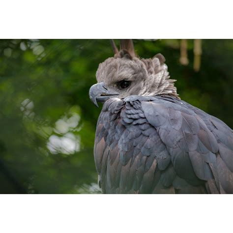 17 Stories Harpy Eagle By Lues01 Wrapped Canvas Photograph Wayfair