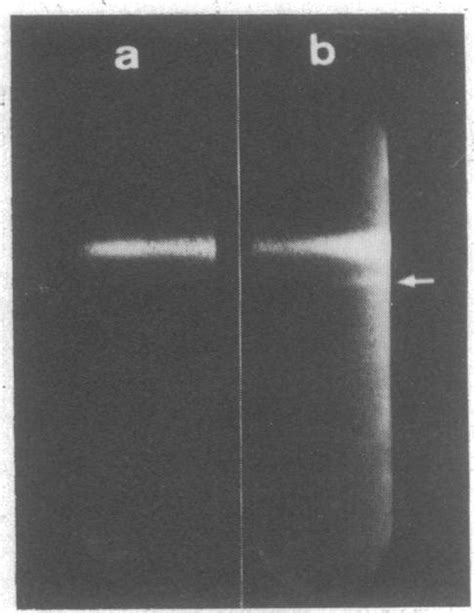Ethidium Bromide Cesium Chloride Gradient Of Nonaggregated Dna A Or Download Scientific