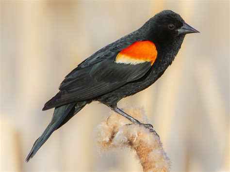 Red Winged Blackbird Ebird