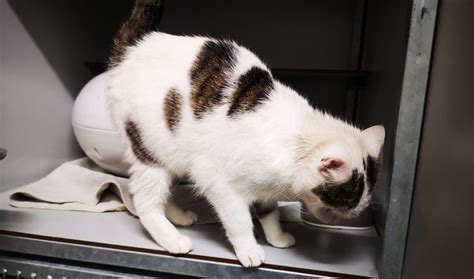 De Hereniging Overijssel Gevonden Kat Poes Wit Cypers Enschede Elferinksweg 30 1 21