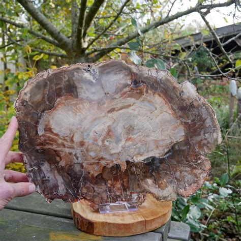 Versteend Hout Schijf 42cm Koop Ze Bij Blije Boeddha