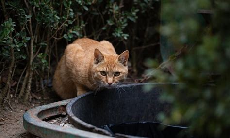 What Is A Feral Cat Origins Characteristics And Management
