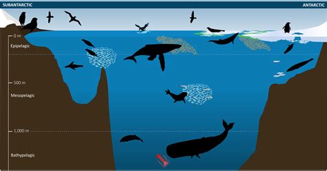 Frontiers Marine Ecosystem Assessment For The Southern Ocean Birds