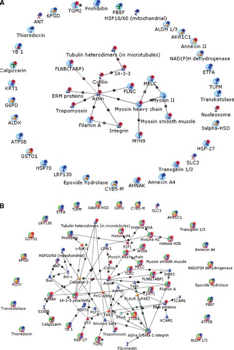 Biological Network Analysis Of Differentially Expressed Proteins In