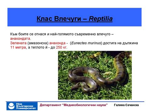 418 Животинско царство Гръбначни животни Земноводни и влечуги