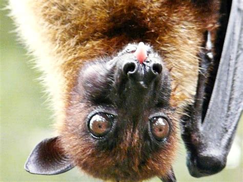Giant Flying Fox Bat Wingspan