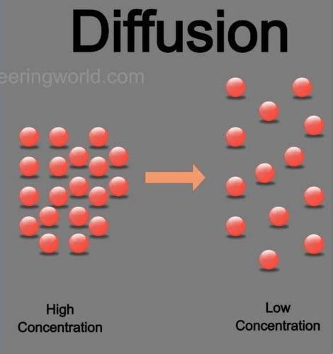 Biology Diffusion In And Within Cells Diffusion Around The Body