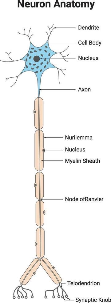 Neuron Anatomy Science Design Vector Illustration Diagram 38010599 Vector Art At Vecteezy