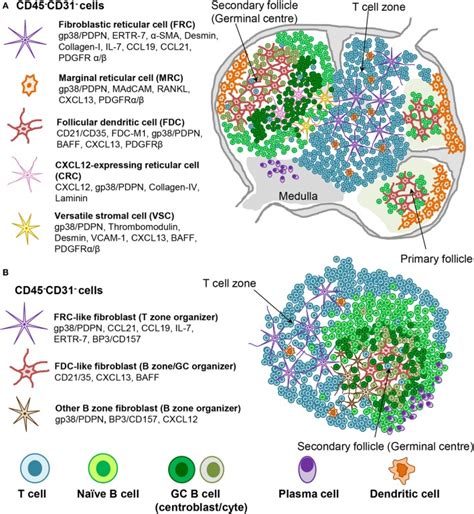 Stromal Fibroblasts In Tertiary Lymphoid Structures A Novel Target In