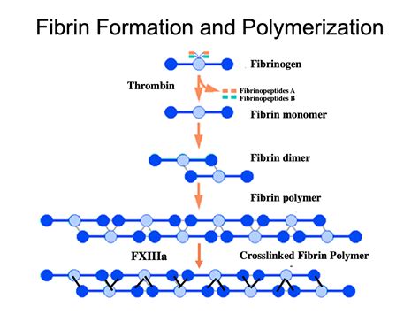 D Dimer And Fibrinogen By Aaron Goodman Papa Heme