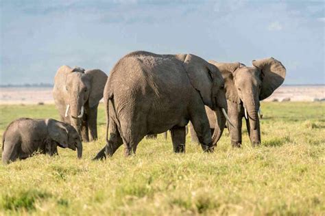 Gli Elefanti Africani Si Chiamano Per Nome Proprio Come Facciamo Noi