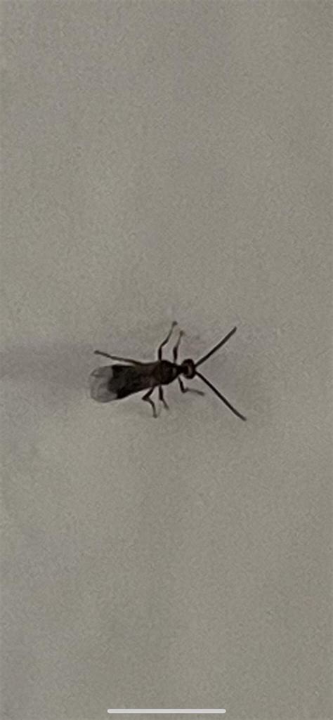 Tiny Black Bug With Wings R Whatsthisbug