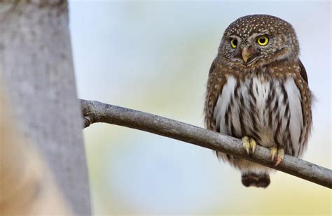 Naturecounts Bc And North Nocturnal Owl Survey