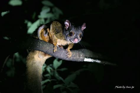Gray Headed Flying Squirrel Birdforum