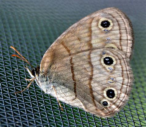 Butterfly Megisto Cymela Bugguidenet