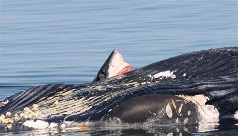A Year After Chilcotin Landslide Concerns Remain For Both River And